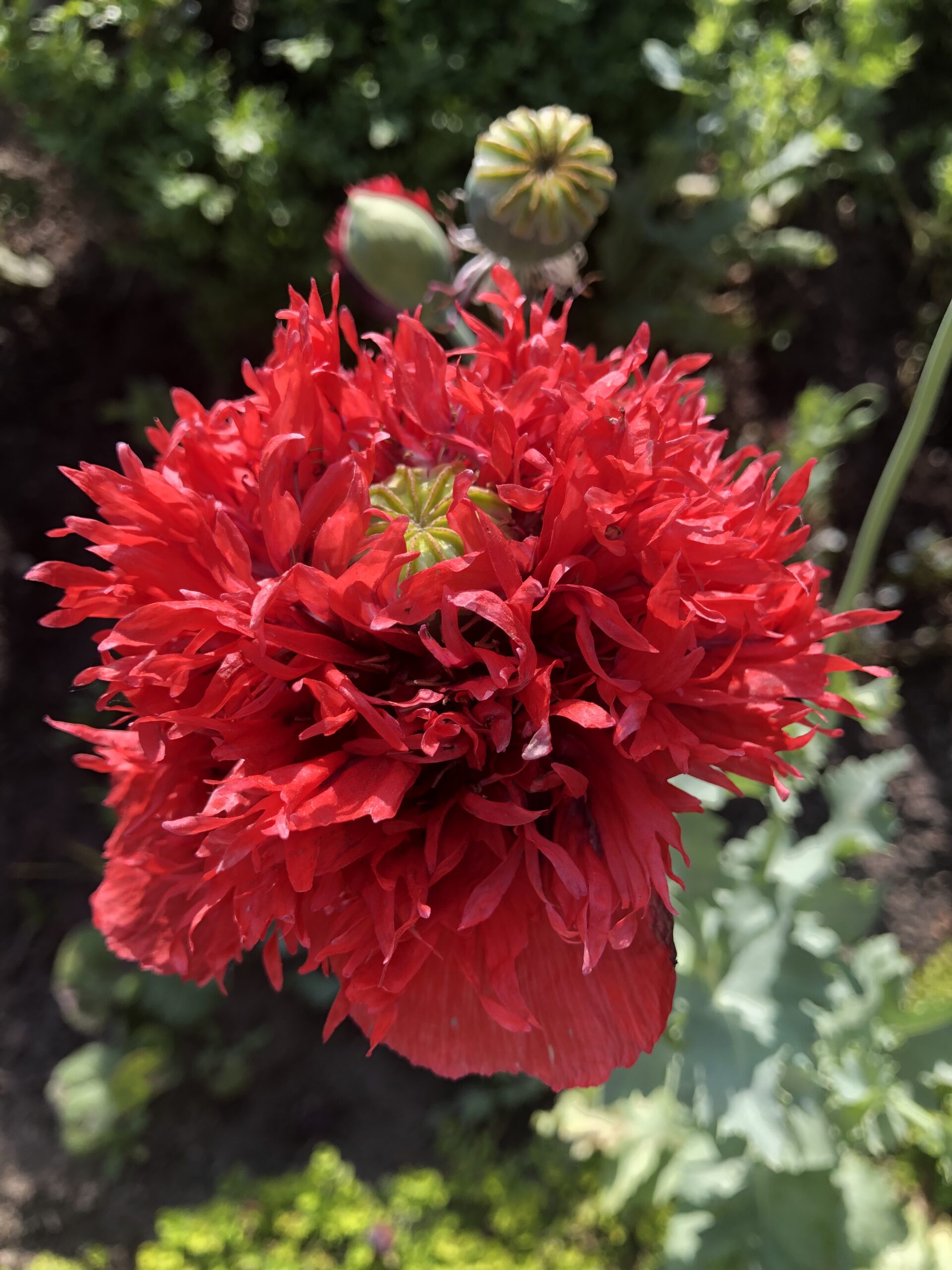 Roter Mohn | Fotos | Mona Lisa Blog